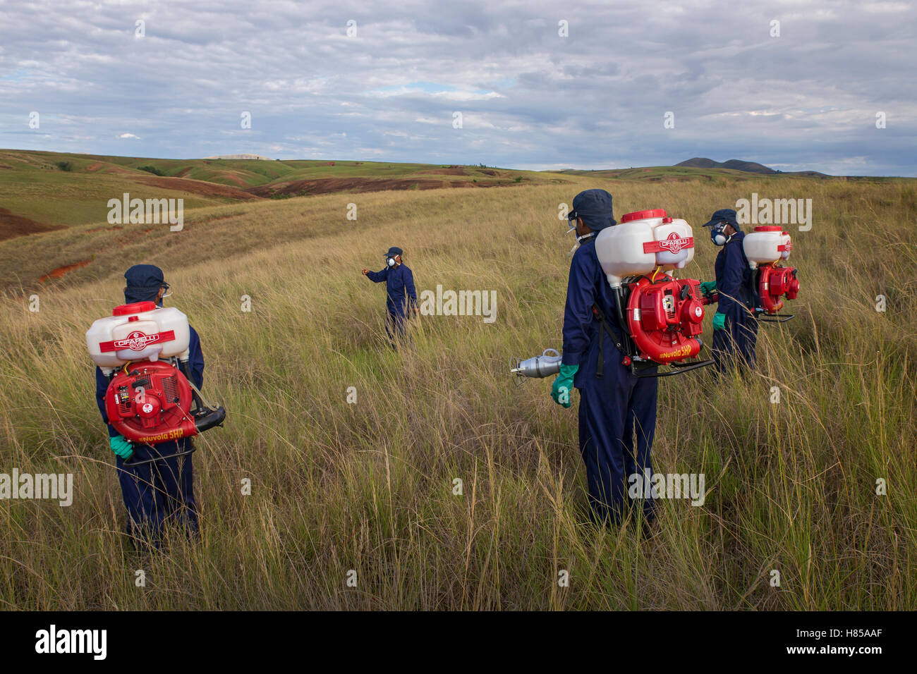 Migratory Locust (Locusta migratoria) control operation with pesticide ...