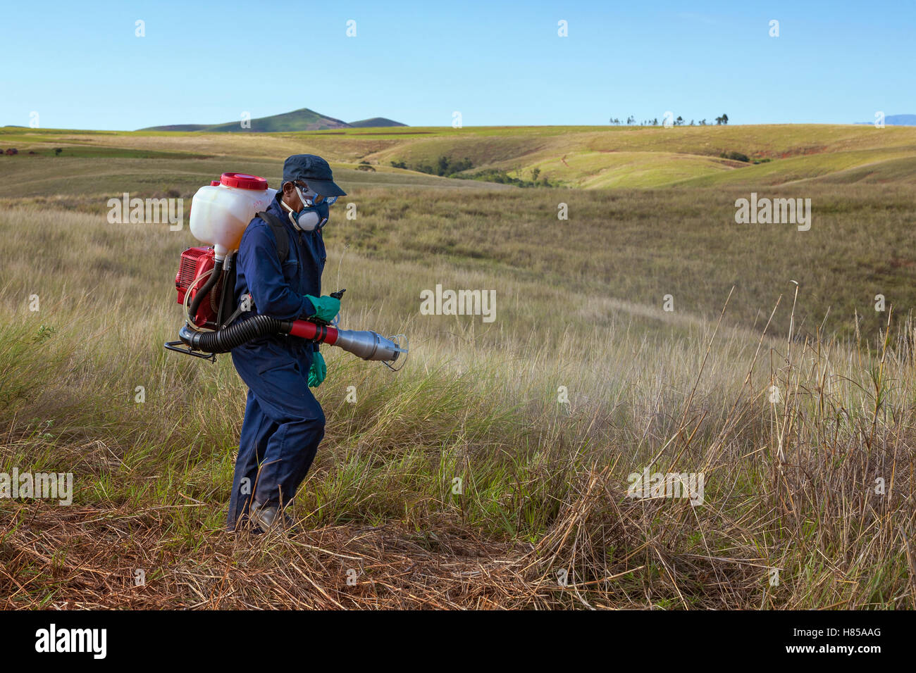 Migratory Locust (Locusta migratoria) control operation with pesticide ...