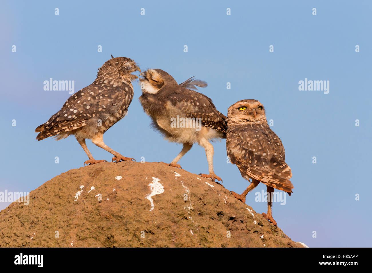 Burrowing owl (Athene cunicularia) juvenile begging for food, Serra da ...