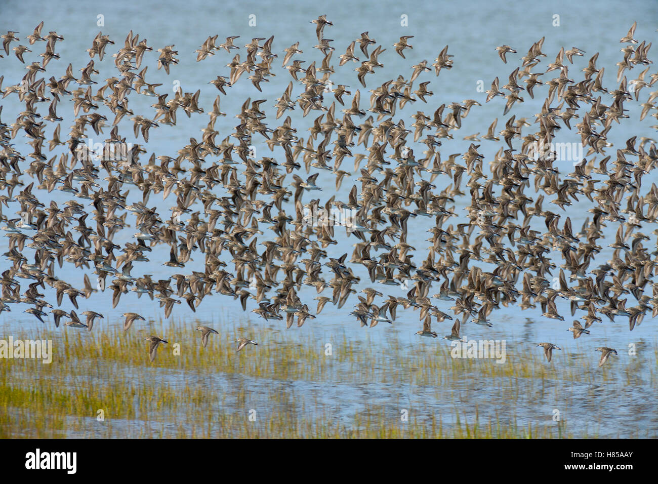 Semipalmated Sandpiper (Calidris pusilla) flock flying over ocean, Bay ...