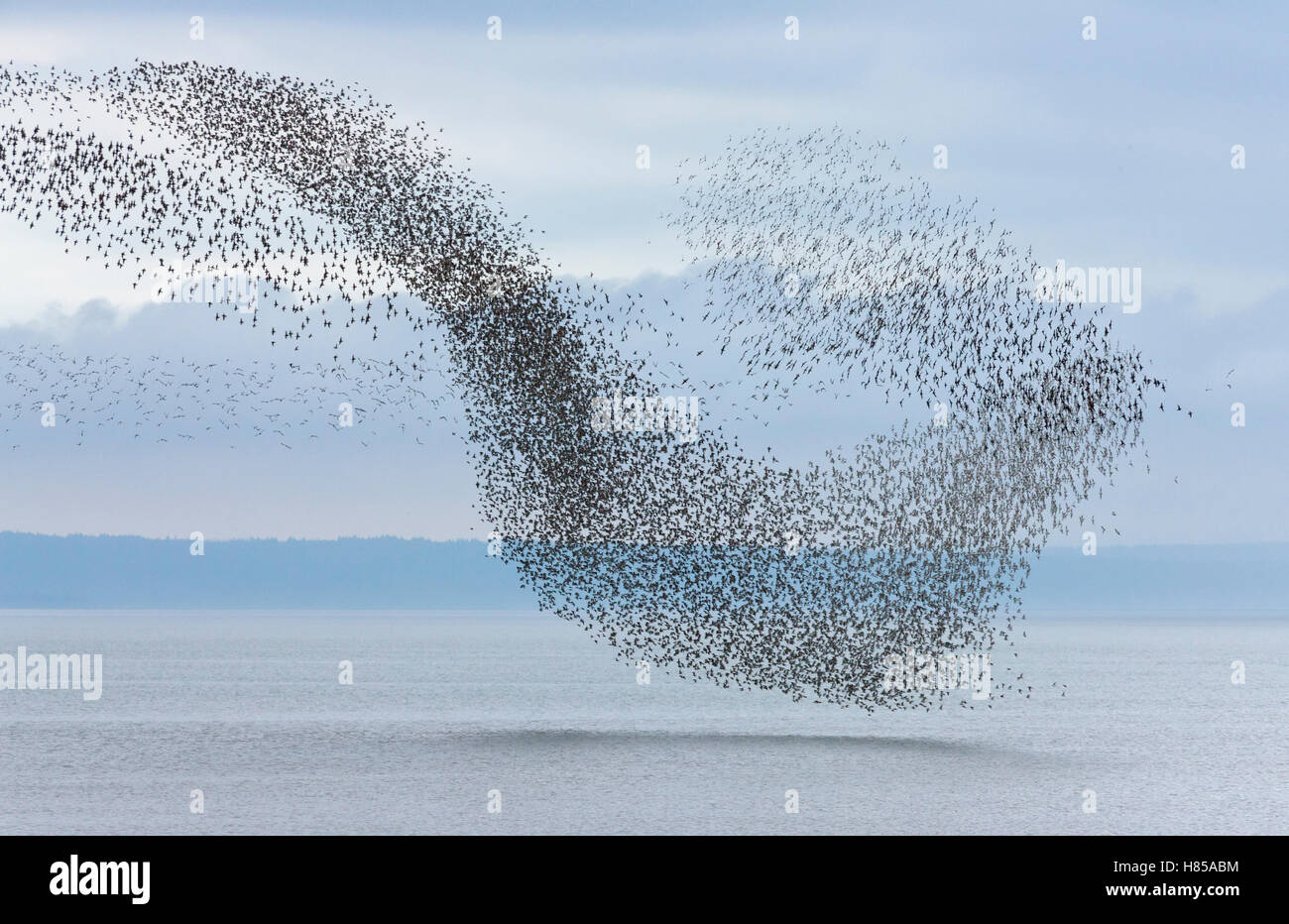 Semipalmated Sandpiper (Calidris pusilla) flock flying over ocean, Bay ...