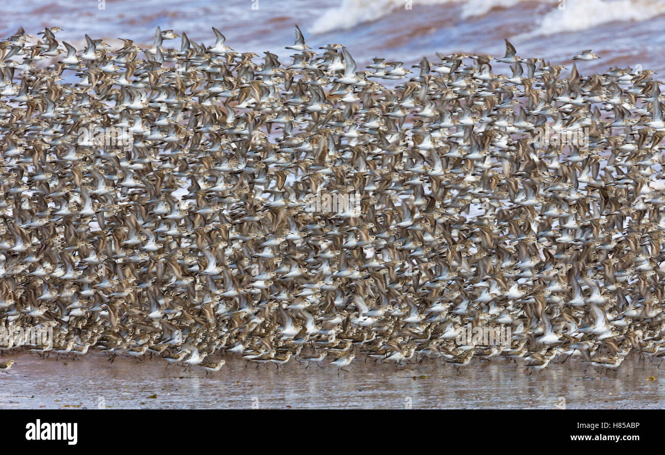 Semipalmated Sandpiper (Calidris pusilla) flock flying, Bay of Fundy ...