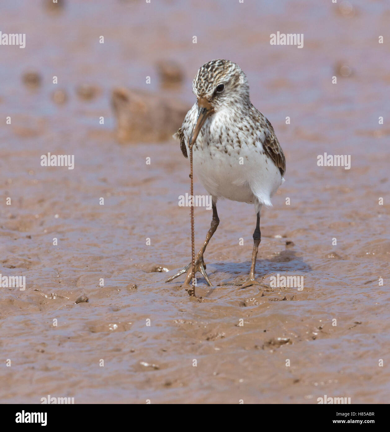 Semipalmated Sandpiper (Calidris pusilla) pulling worm from mudflat ...