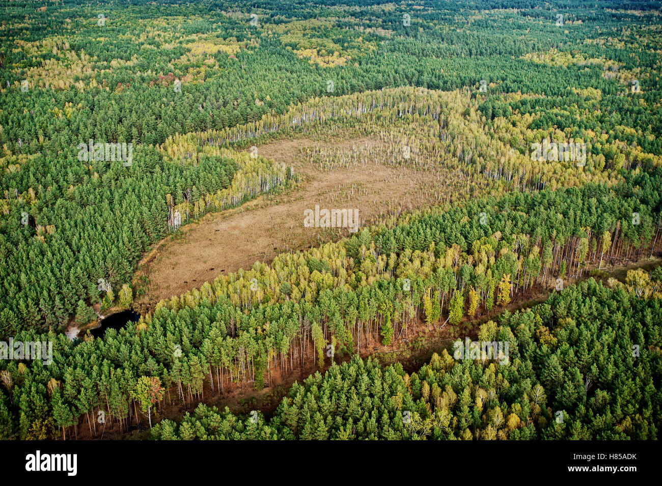 Aerial view of bog in taiga within the bounds of the 30 km Chernobyl ...