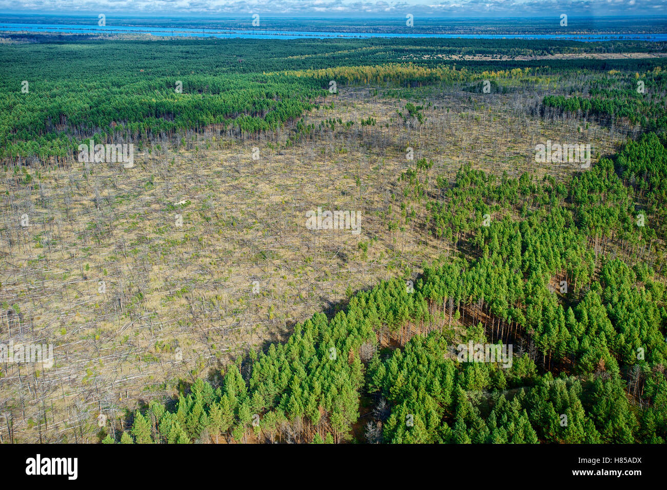Scotch Pine (Pinus sylvestris) forest decimated by beetles within the ...