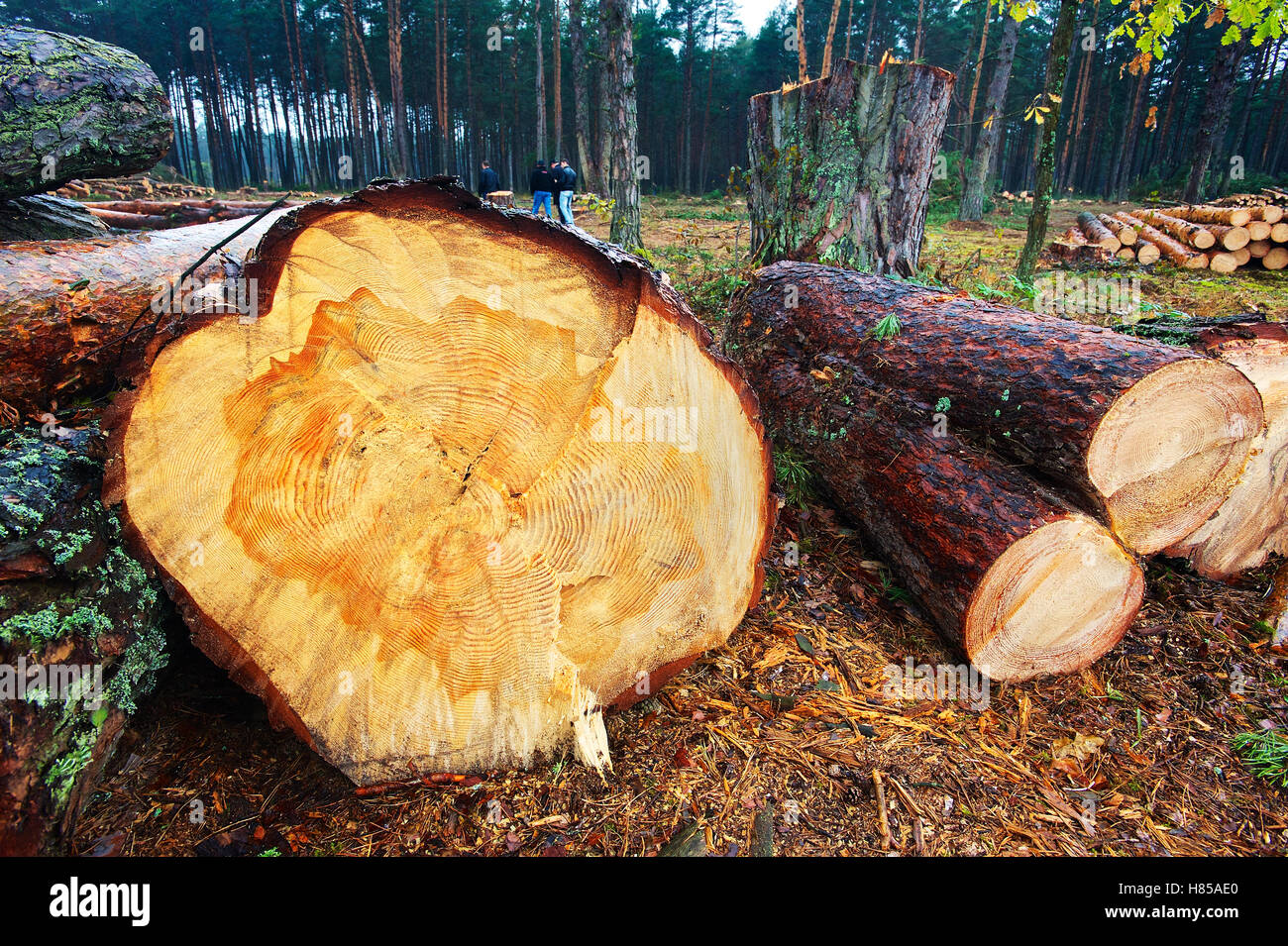 Scotch Pine (Pinus sylvestris) trees felled to create fire break to ...