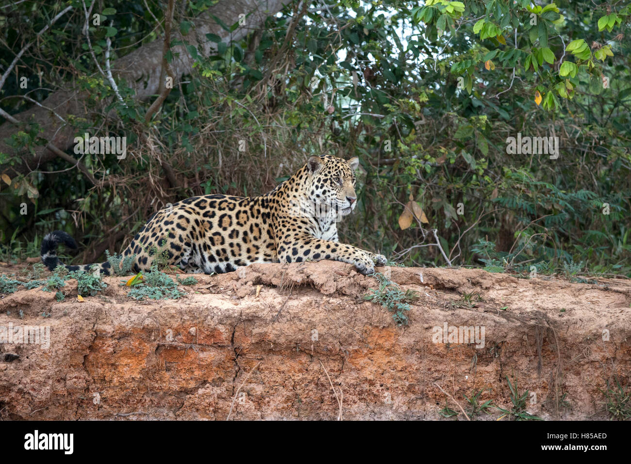 Jaguar (Panthera onca) on riverbank, Cuiaba River, Pantanal, Brazil Stock Photo - Alamy