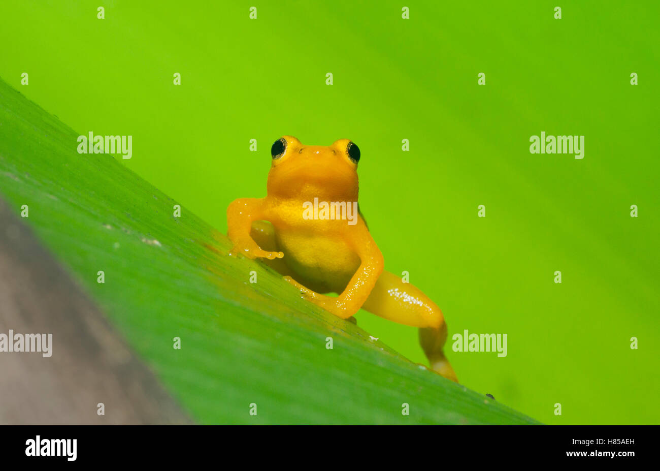 Beebe's Rocket Frog (Colostethus beebei) in Bromeliad (Brocchinia ...