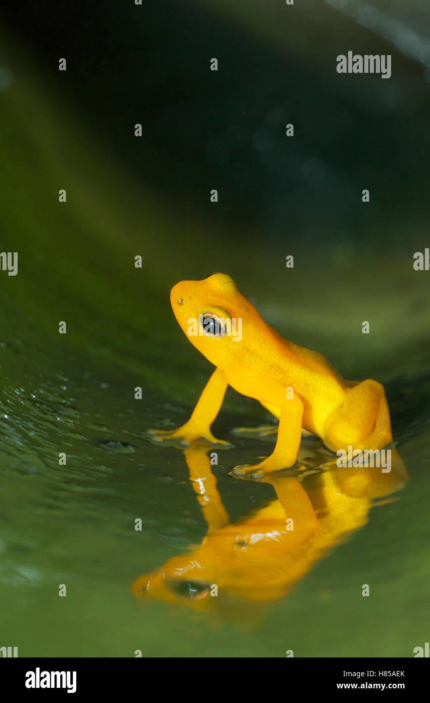 Beebe's Rocket Frog (Colostethus beebei) in Bromeliad (Brocchinia ...