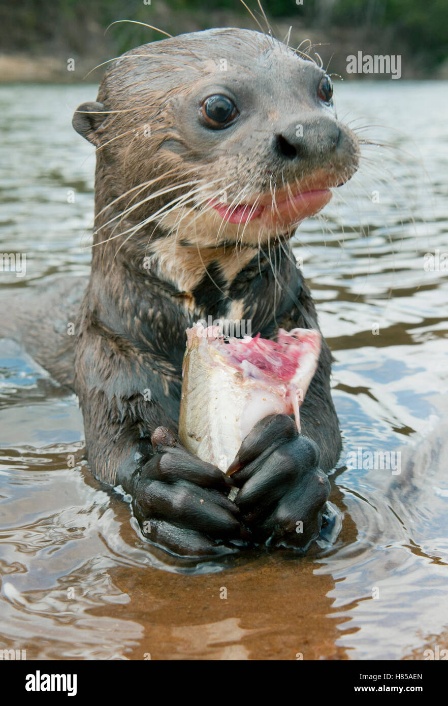 Giant River Otter (Pteronura brasiliensis) feeding on fish, Rupununi ...