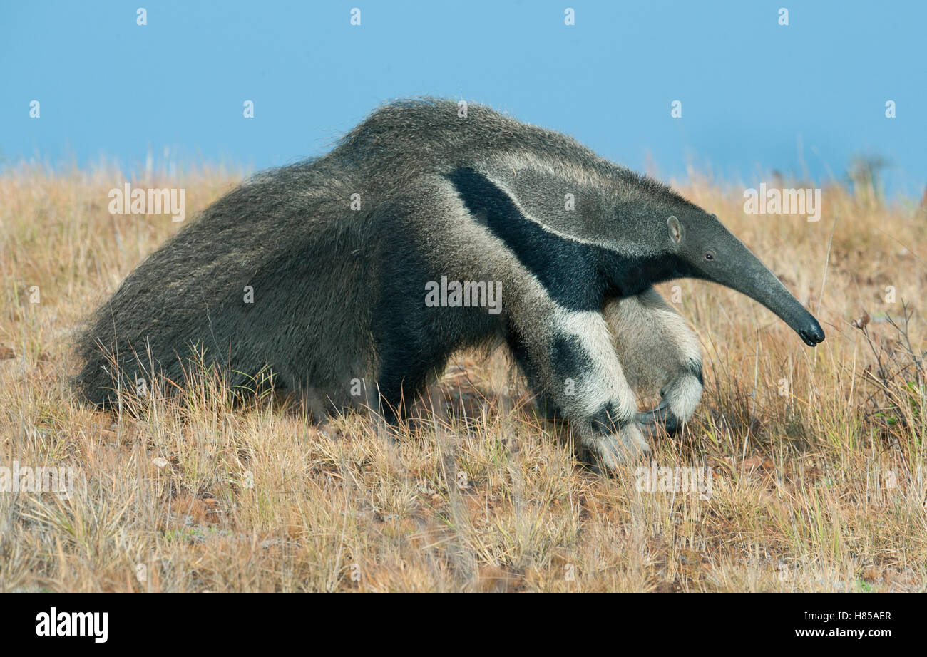 Giant Anteater (Myrmecophaga tridactyla), Karanambu Lodge, Guyana Stock Photo - Alamy