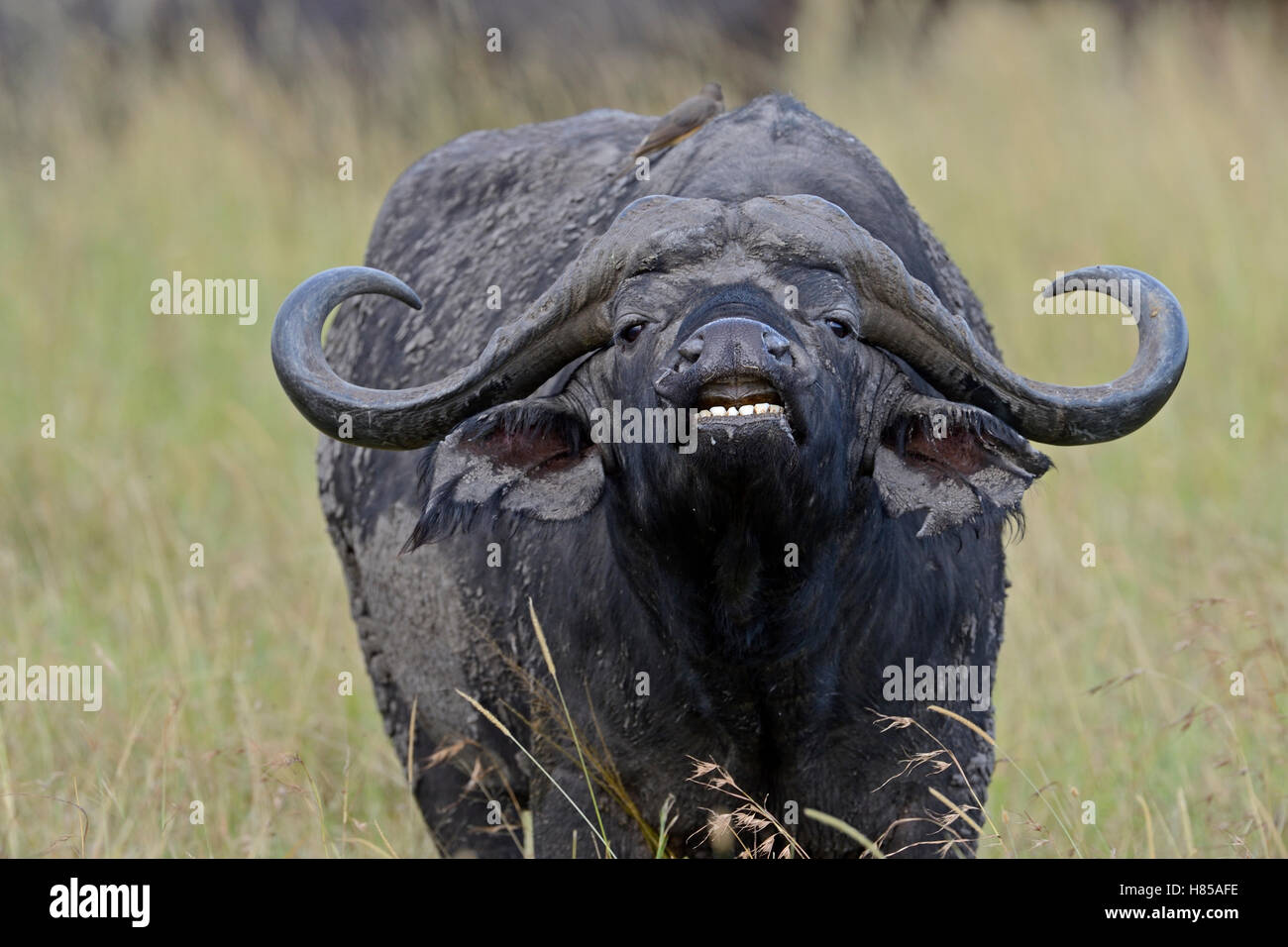 Cape Buffalo (Syncerus caffer) bull in defensive posture, Masai Mara ...