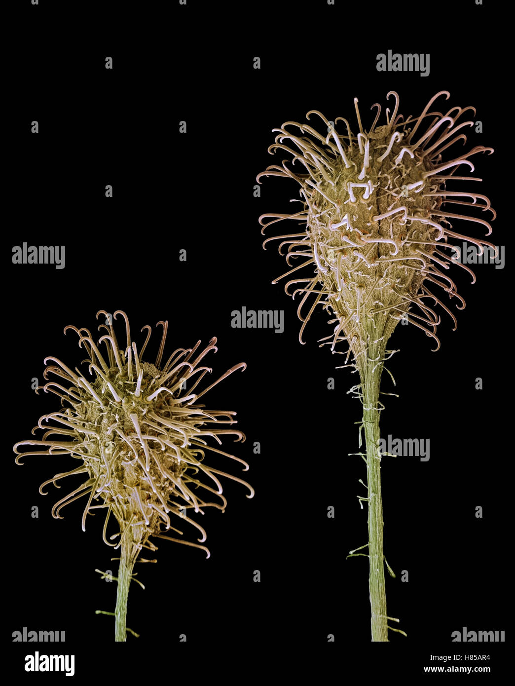 Broad-leaf Enchanter's Nightshade (Circaea lutetiana) fruits with ...