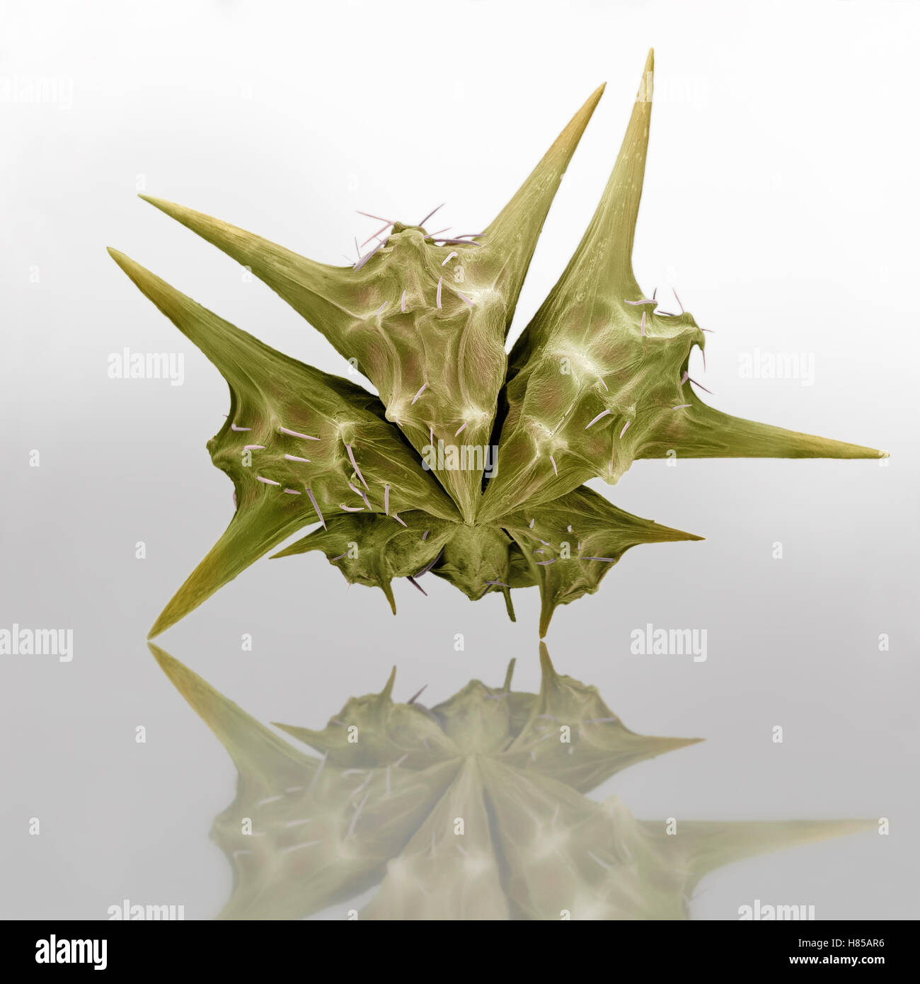 Yellow Vine (Tribulus terrestris) seed covered in sharp spines that ...