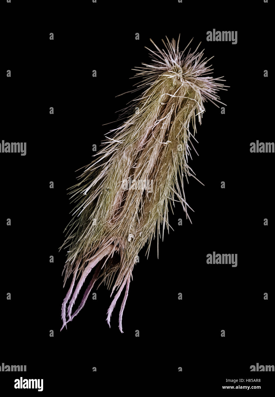 Aster (Asteraceae) fruit with spines to enable animal dispersal ...