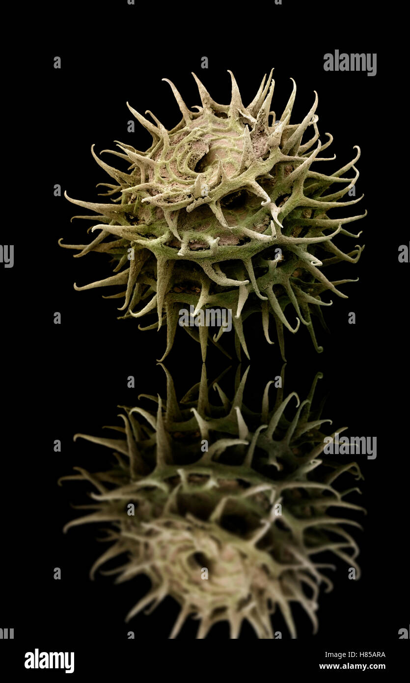Medick (Medicago sp) fruit covered in spines to enable animal dispersal ...