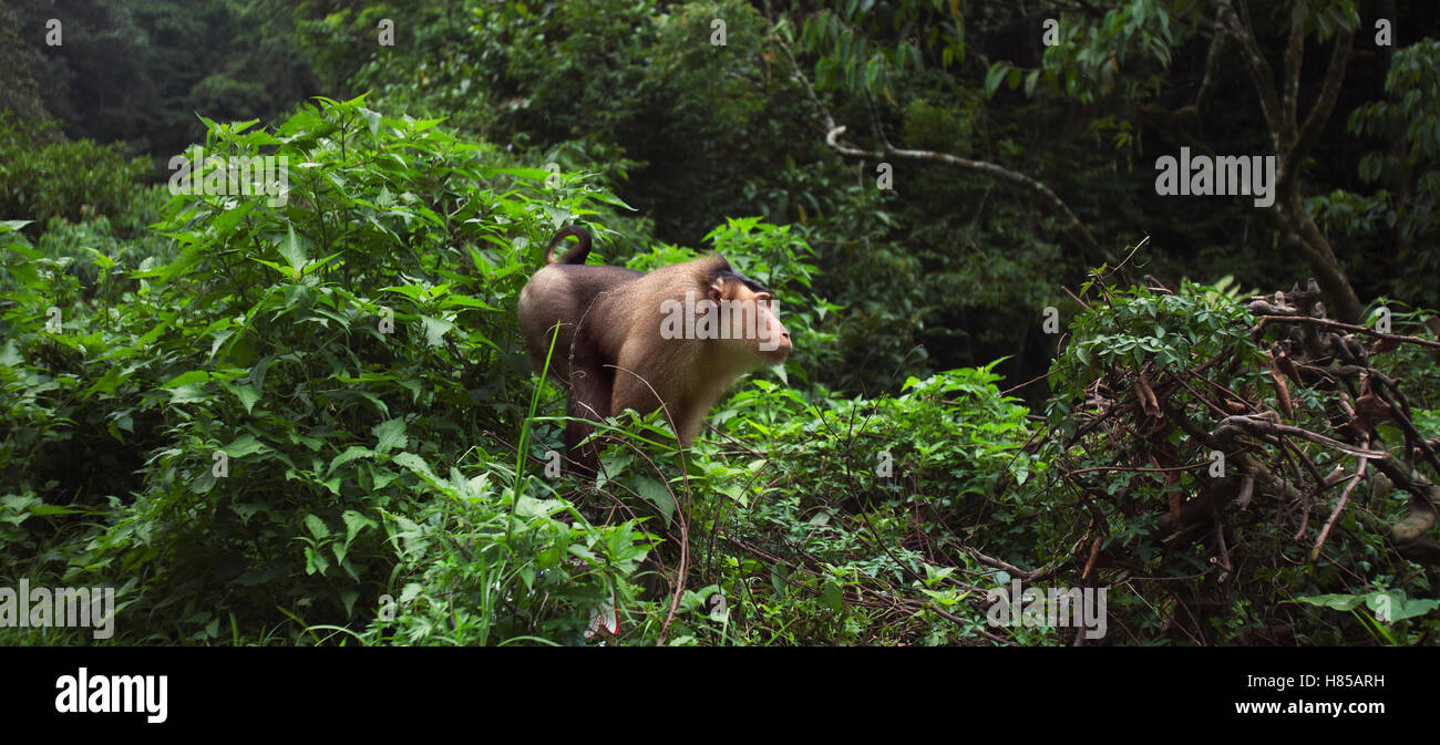 Pig-tailed Macaque (Macaca nemestrina) male making threat gestures ...