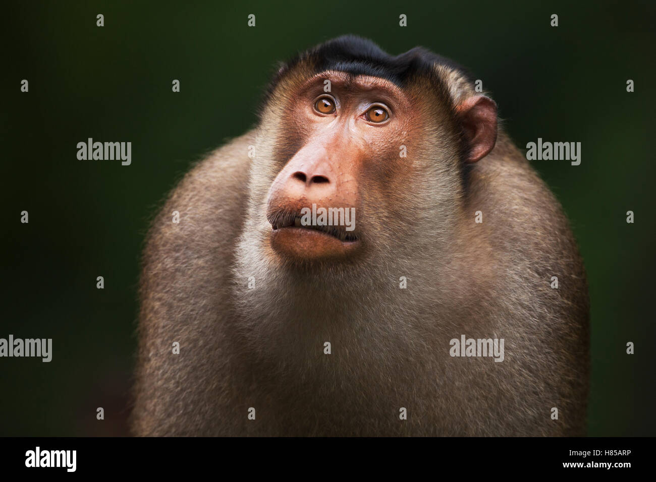 Pig-tailed Macaque (Macaca nemestrina) male, Gunung Leuser National ...