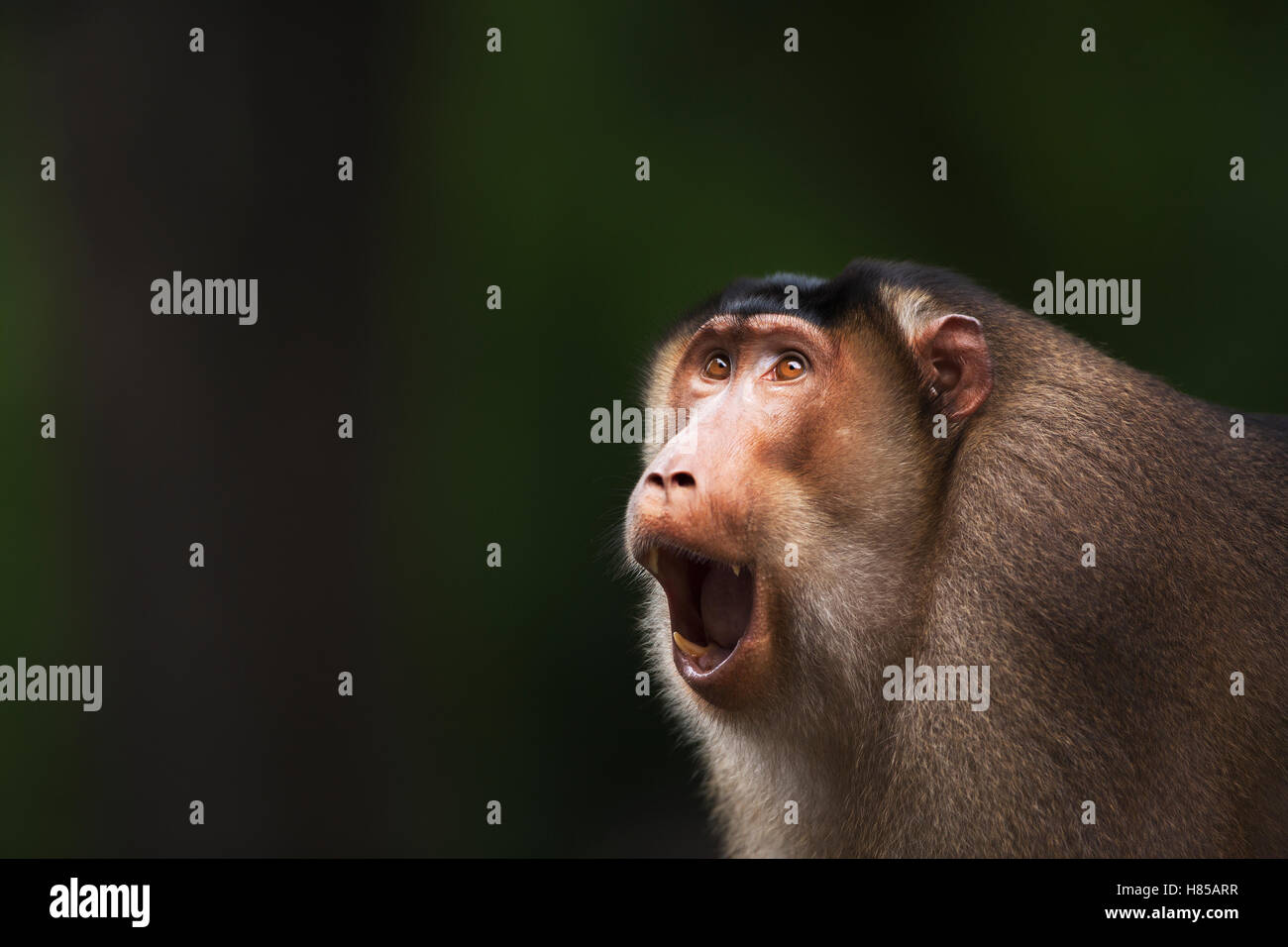 Pig-tailed Macaque (Macaca nemestrina) male yawning, Gunung Leuser ...