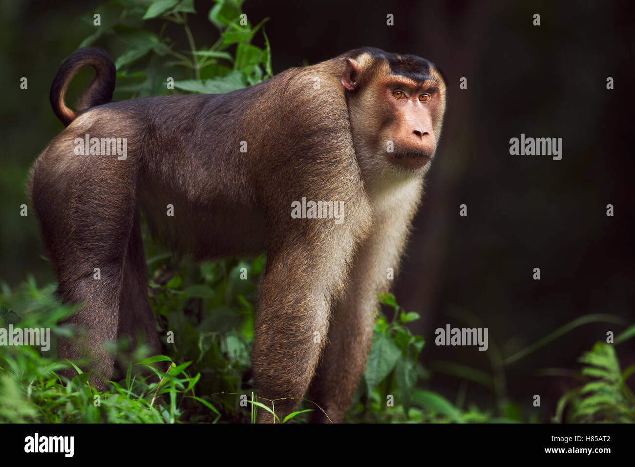 Pig-tailed Macaque (Macaca nemestrina) male, Gunung Leuser National ...