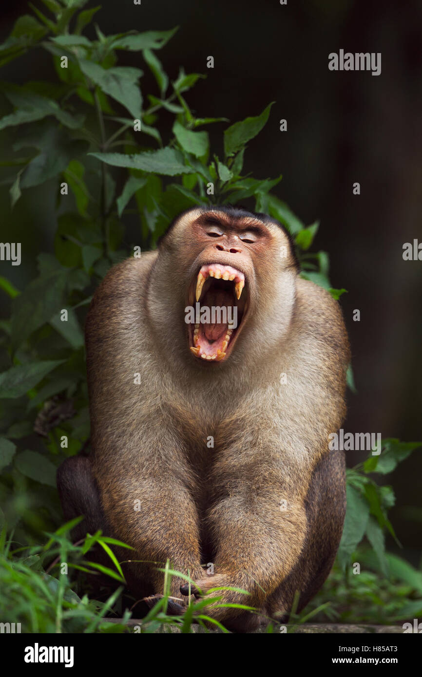 Pig-tailed Macaque (Macaca nemestrina) male yawning, Gunung Leuser ...