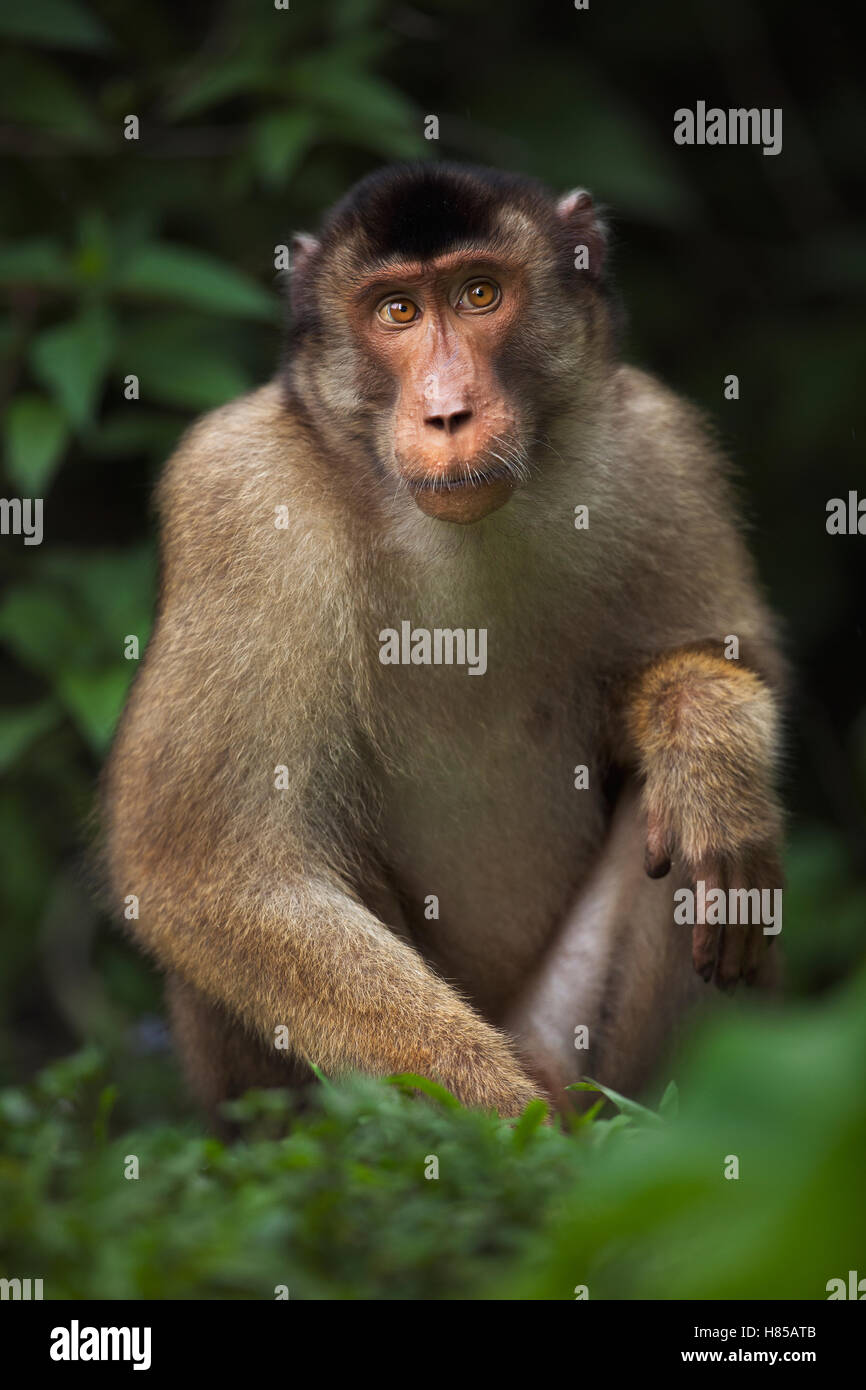Pig-tailed Macaque (Macaca nemestrina) juvenile male, Gunung Leuser ...