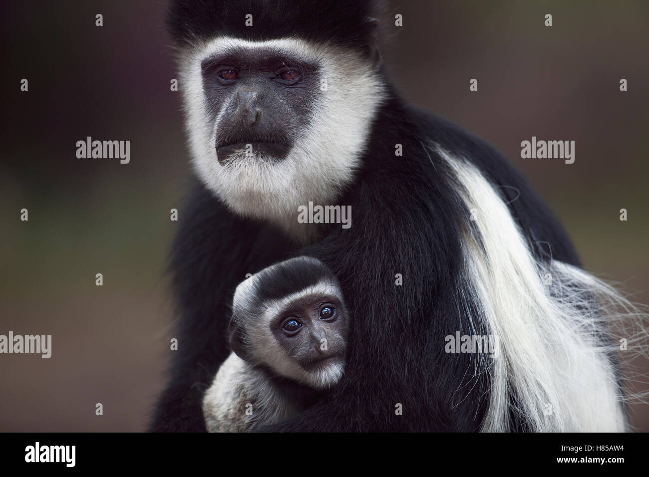 Mantled Colobus (Colobus guereza) female cradling her baby, Lake ...
