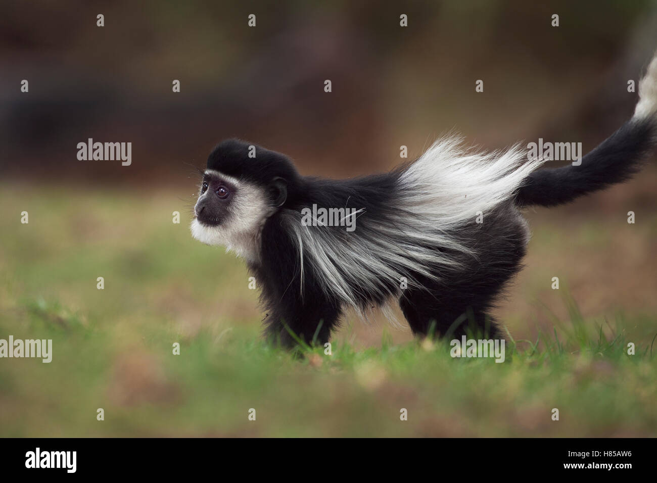 Mantled Colobus (Colobus guereza) baby, Lake Naivasha, Rift Valley ...