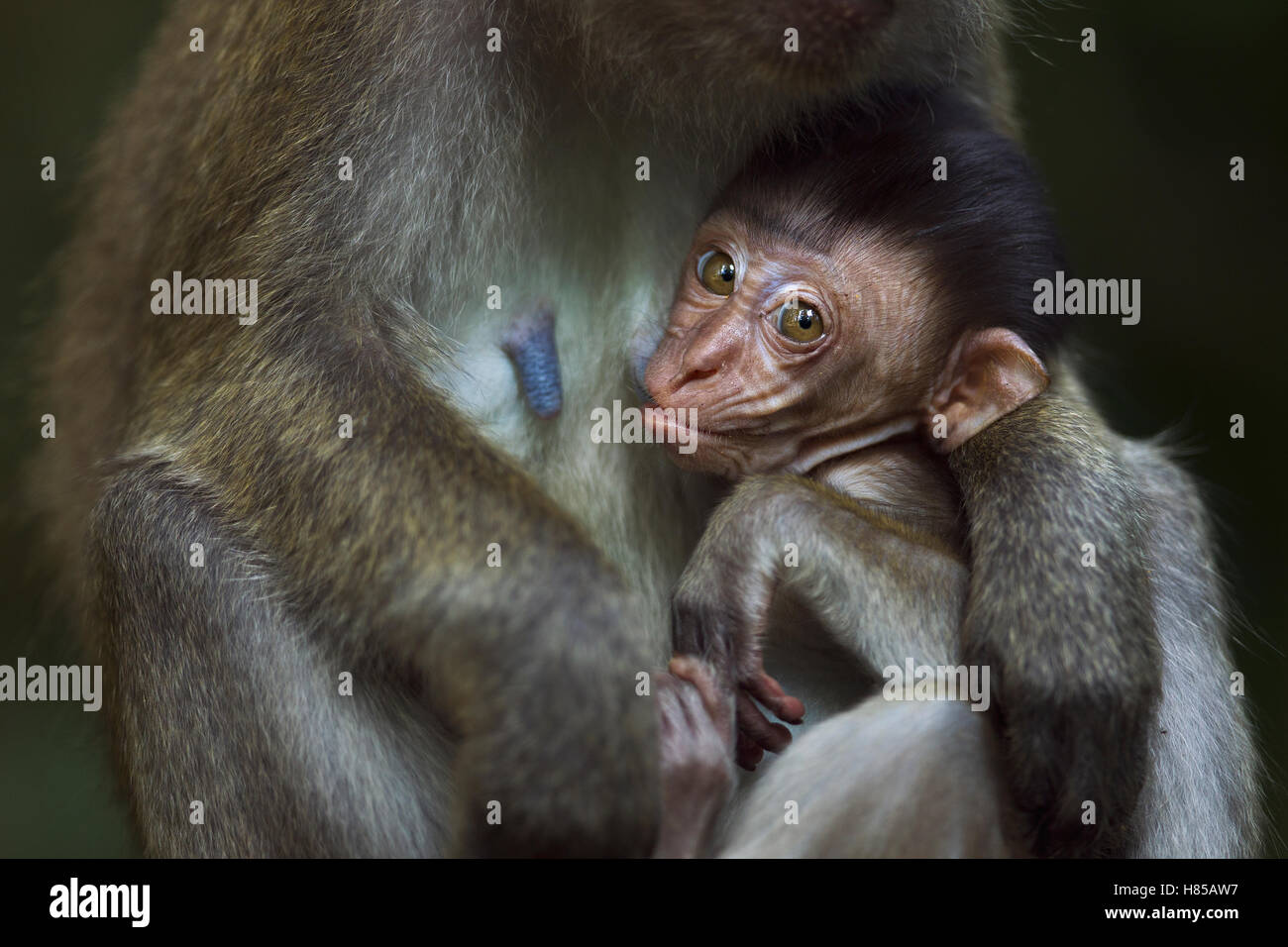 Long-tailed Macaque (Macaca fascicularis) baby nursing, Gunung Leuser ...