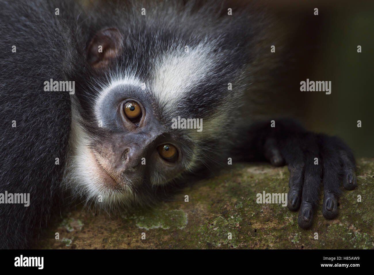 North Sumatran Leaf Monkey (Presbytis thomasi) female, Gunung Leuser ...