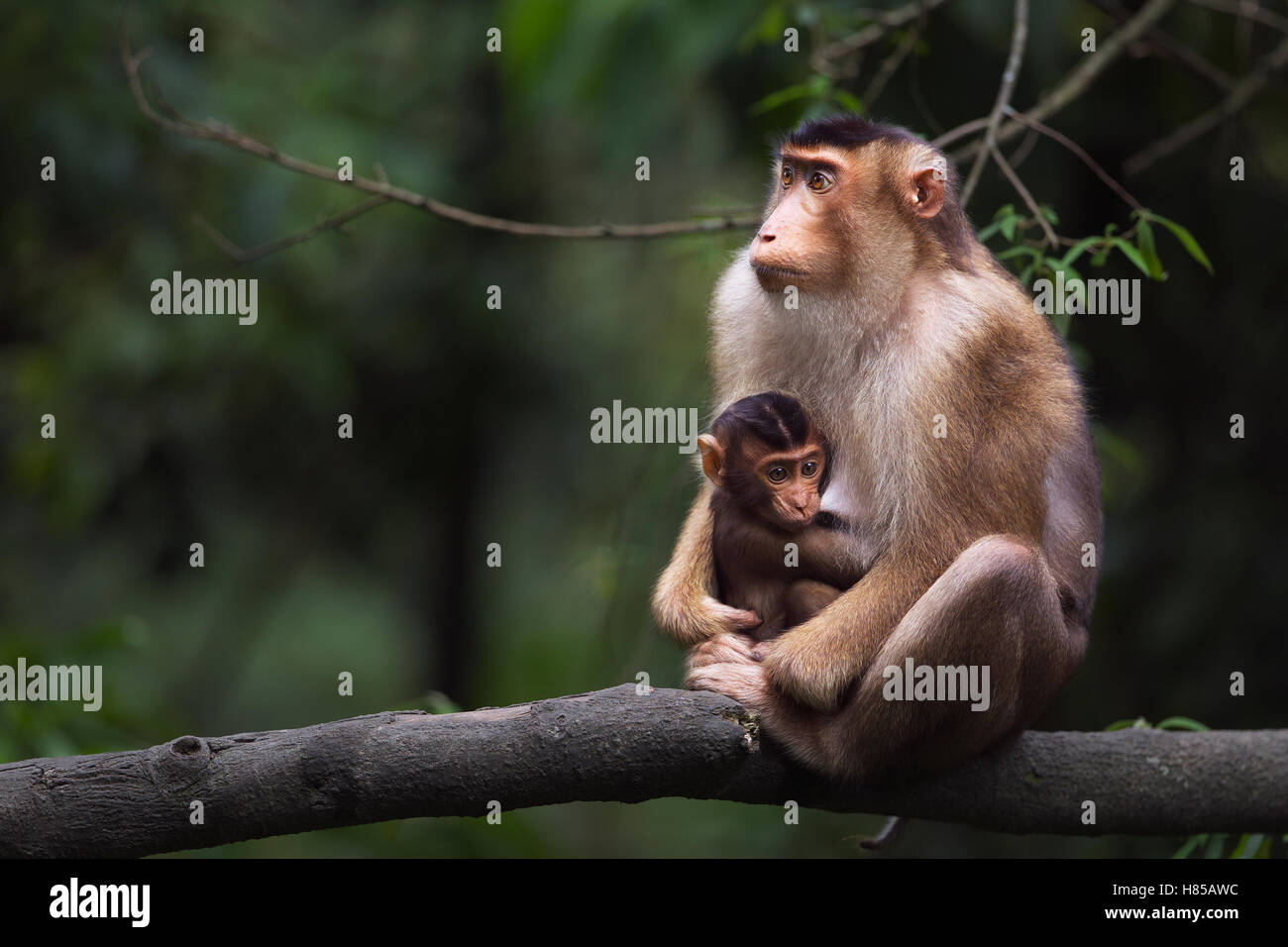 Pig-tailed Macaque (Macaca nemestrina) female sitting in a tree with ...