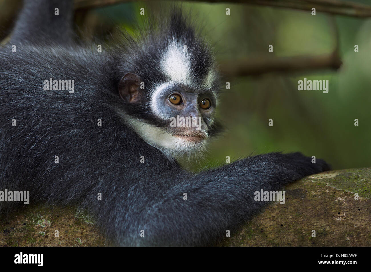 North Sumatran Leaf Monkey (Presbytis thomasi) female resting on a ...