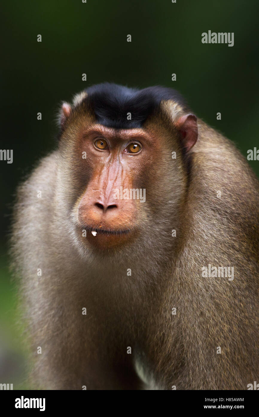 Pig-tailed Macaque (Macaca nemestrina) male, Gunung Leuser National ...