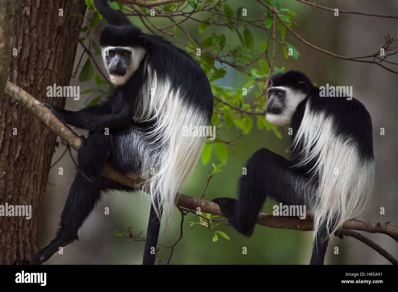 Mantled Colobus (Colobus guereza) pair sitting in a tree, Kakamega ...