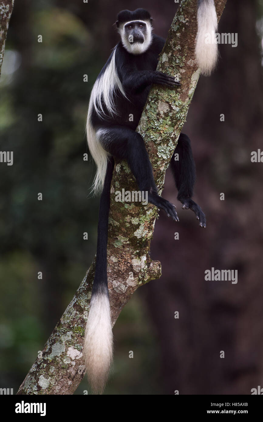 Mantled Colobus (Colobus guereza) female sitting in a tree, Kakamega ...