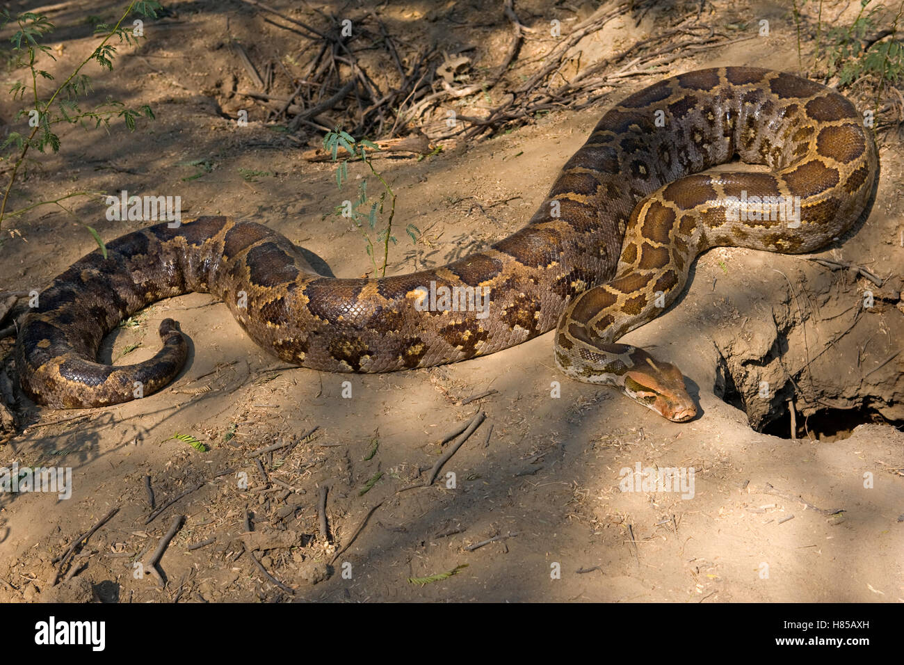 Asian Rock Python (Python molurus) at burrow, Keoladeo National Park ...