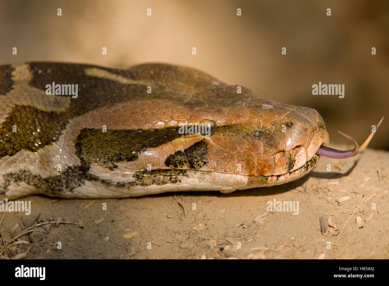Asian Rock Python (Python molurus) flicking tongue, Keoladeo National ...