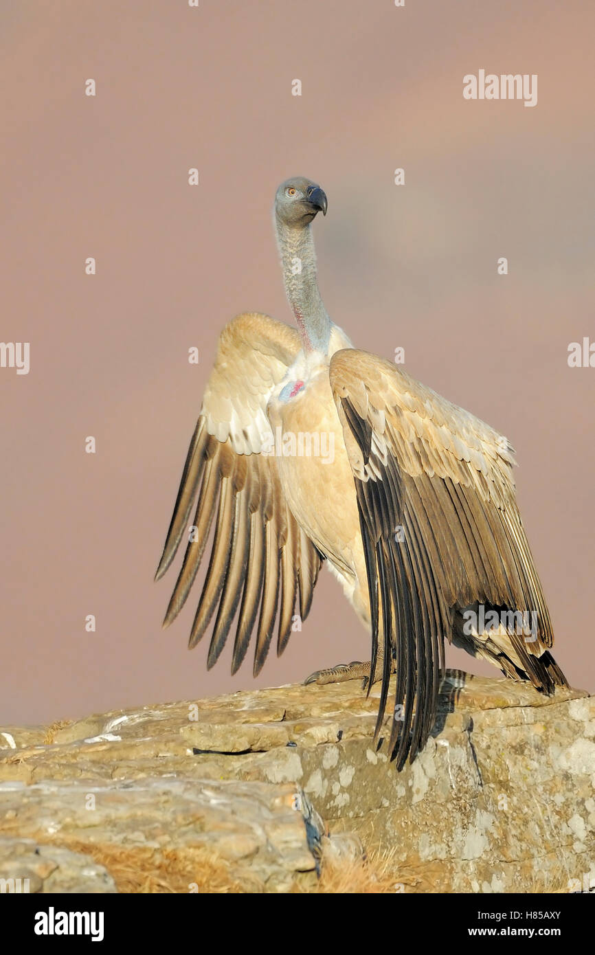 Cape Vulture (Gyps coprotheres), Giant's Castle National Park, South ...