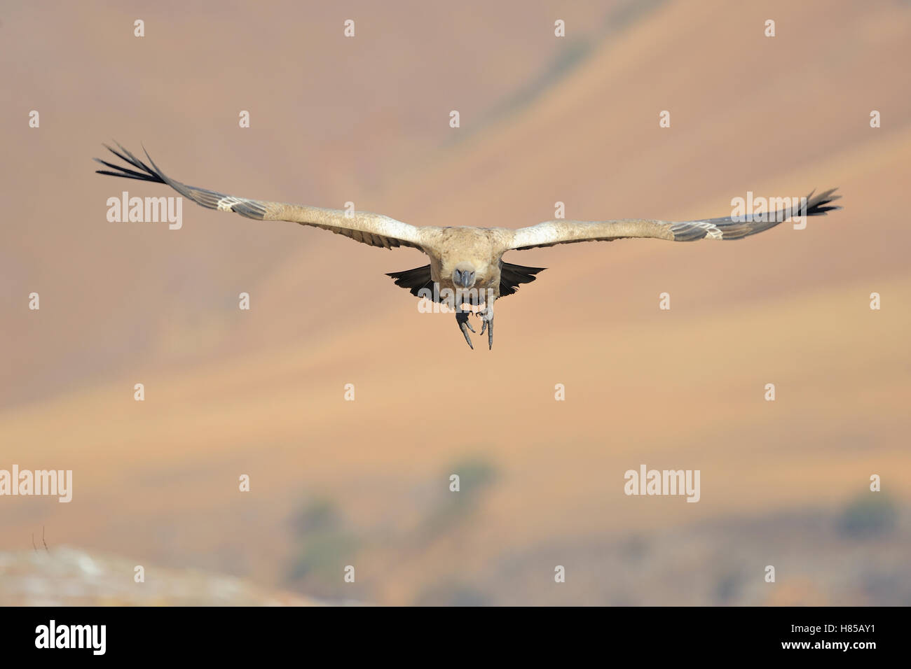 Cape Vulture (Gyps coprotheres), Giant's Castle National Park, South ...