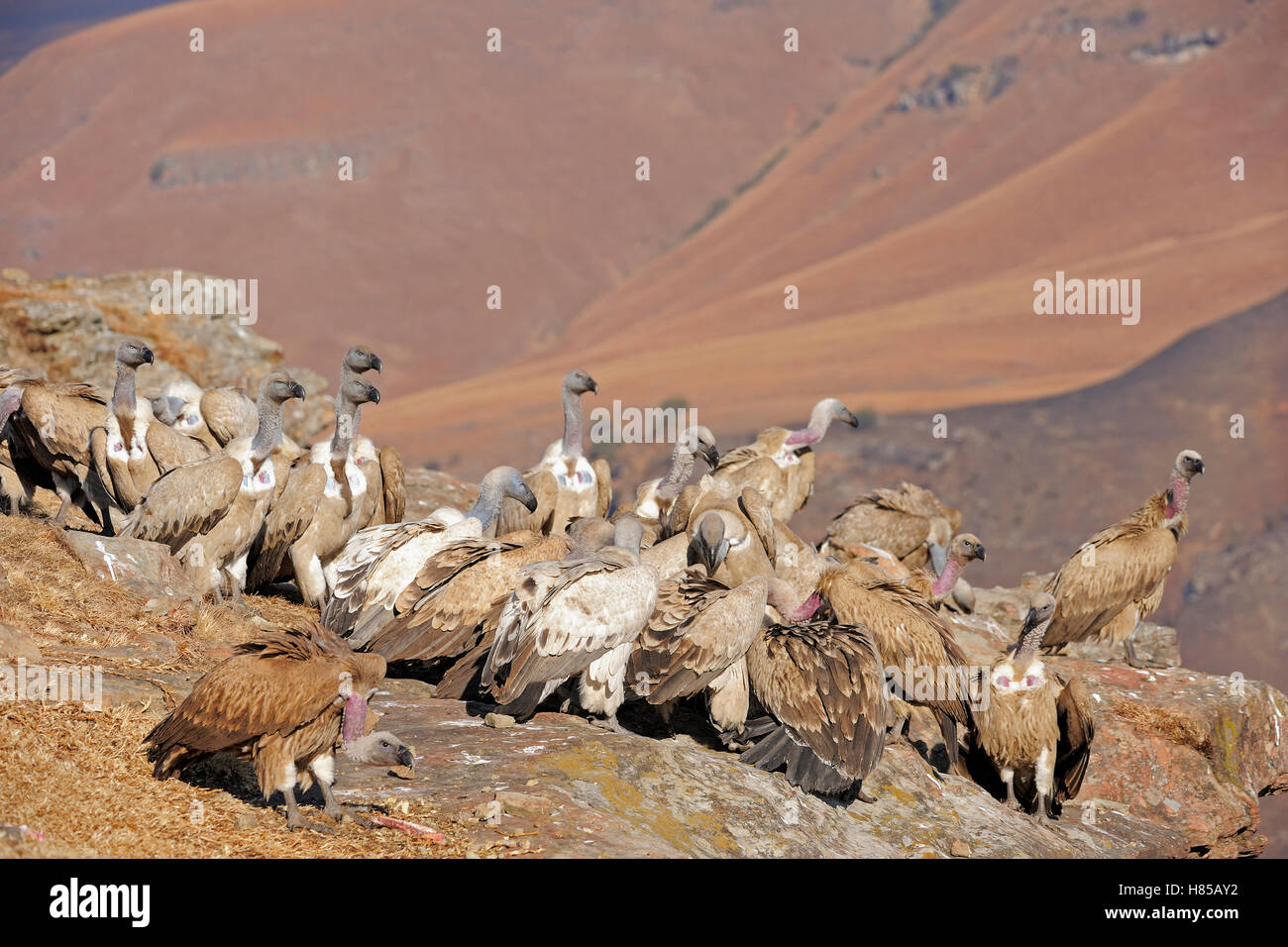 Cape Vulture (Gyps coprotheres), Giant's Castle National Park, South ...