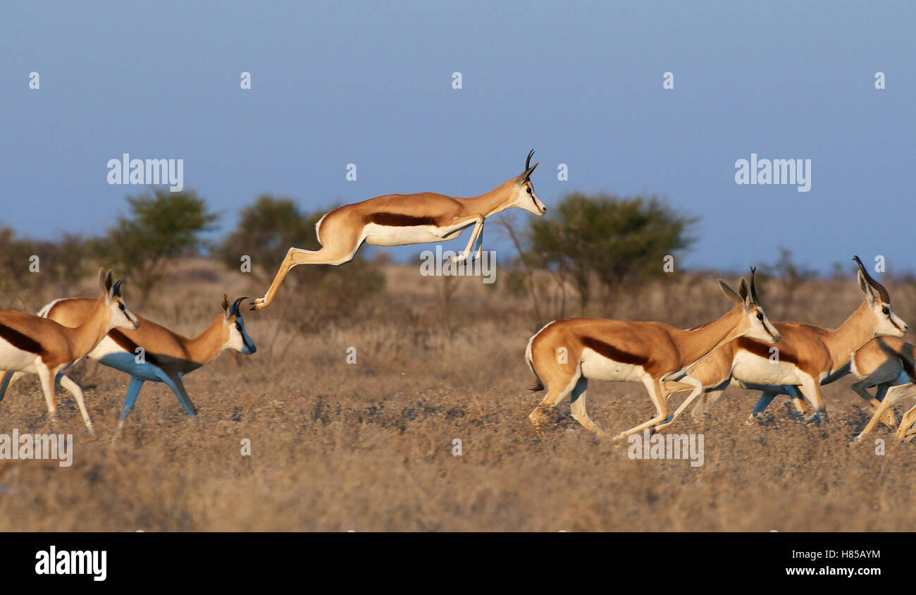 Springbok (Antidorcas marsupialis) herd in pronking display, Central ...