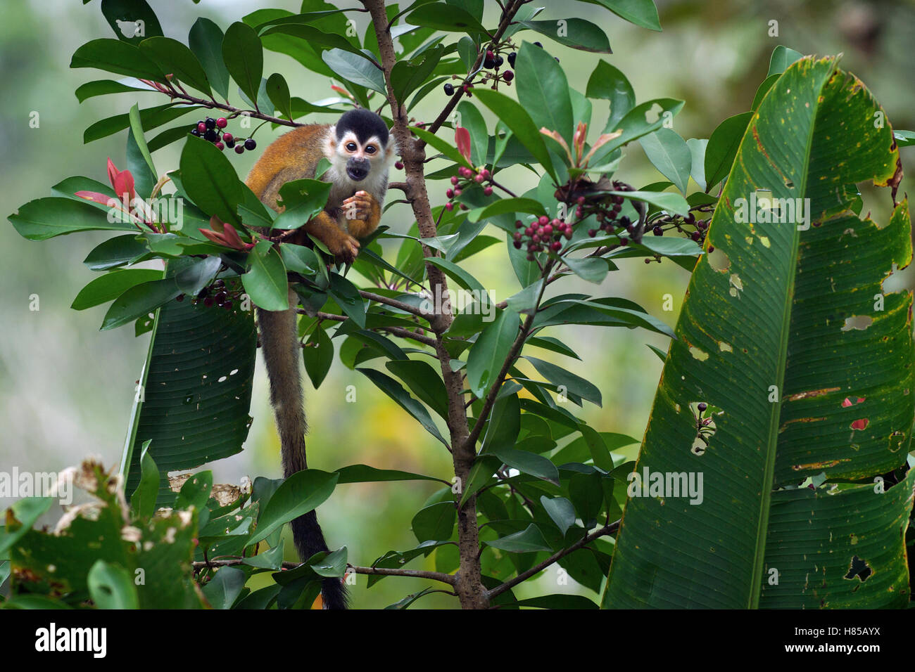 Black-crowned Central American Squirrel Monkey (Saimiri oerstedii ...