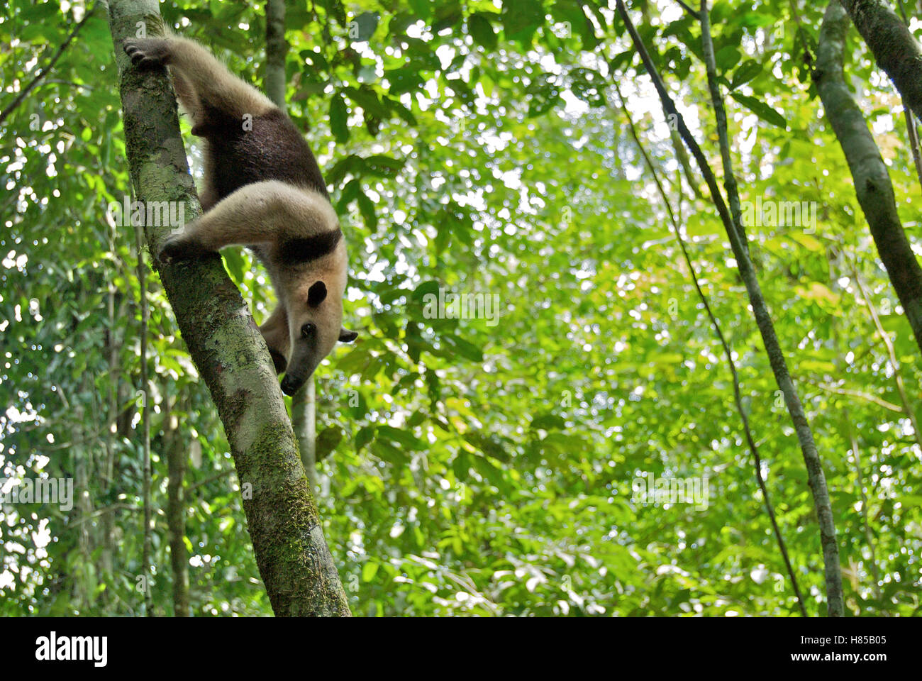 Northern Tamandua (Tamandua mexicana) climbing down a tree, Corcovado ...