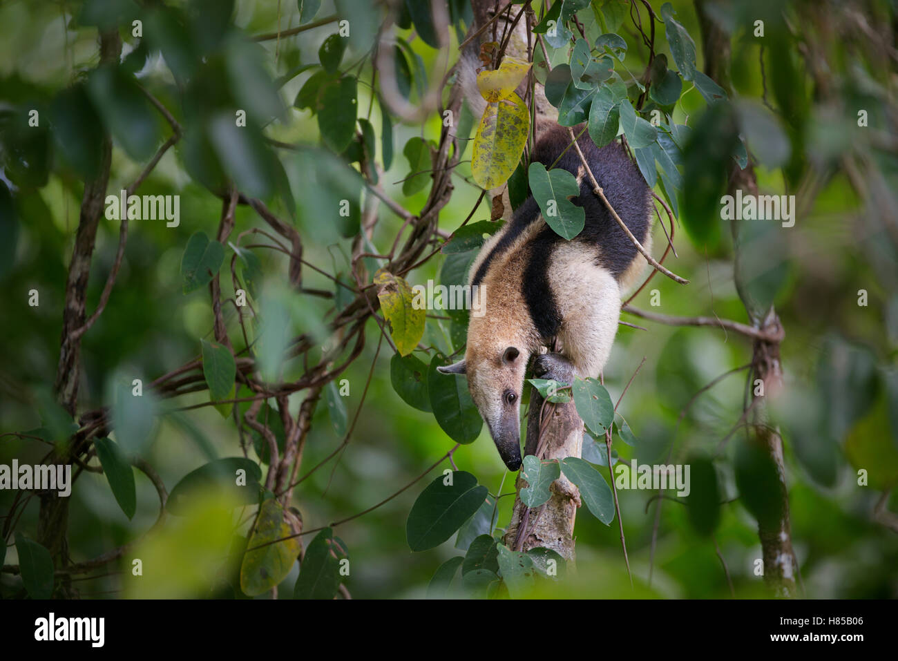 Northern Tamandua (Tamandua mexicana) climbing down a tree, Corcovado ...