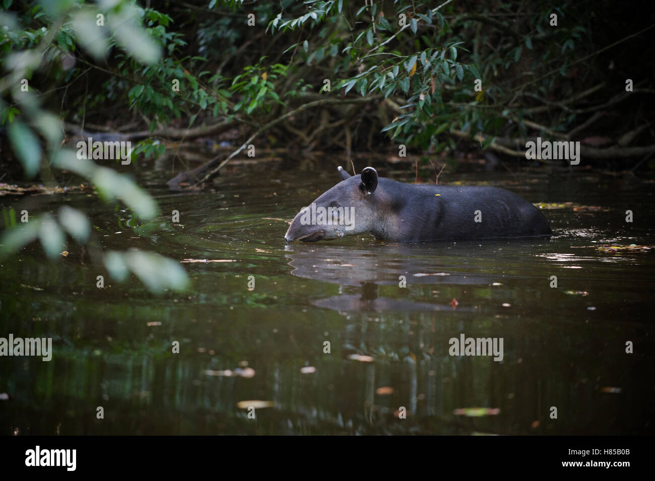 Baird's Tapir (Tapirus bairdii) crossing a river, Corcovado National ...