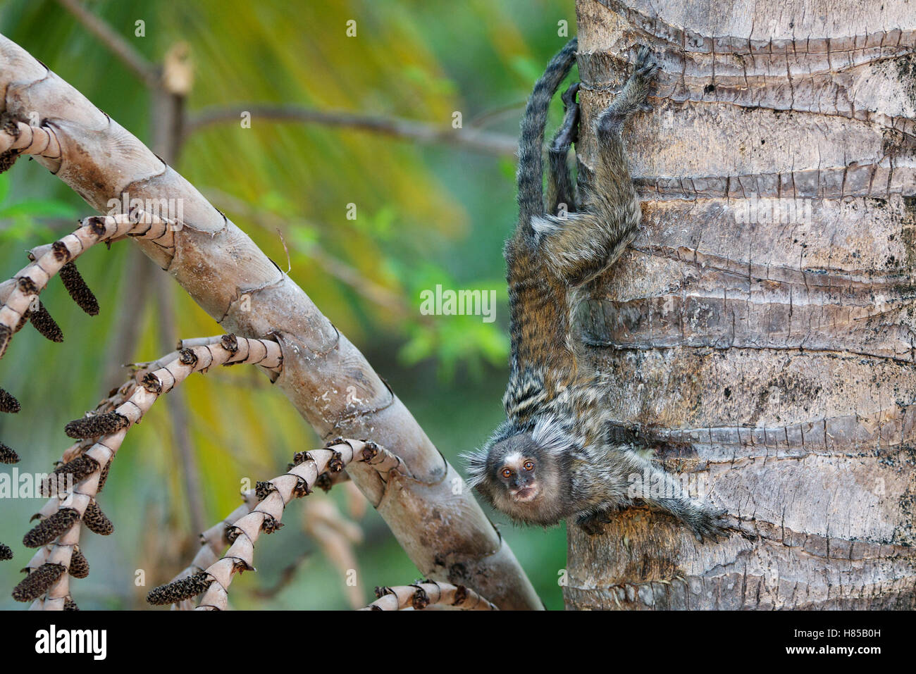 Common Marmoset (Callithrix jacchus) climbing down a tree, Piaui State ...