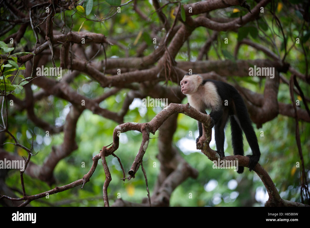 White-faced Capuchin (Cebus capucinus) in a tree, Drake Bay, Osa ...