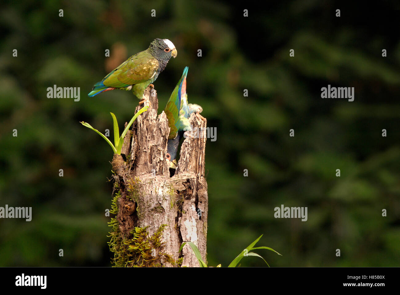 White-crowned Parrot (Pionus senilis) pair, La Selva Biological Reserve ...