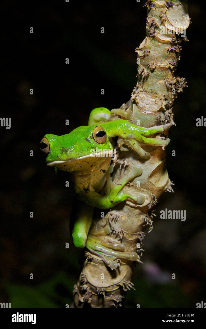 White-lipped Tree Frog (Litoria infrafrenata) clinging to a branch ...