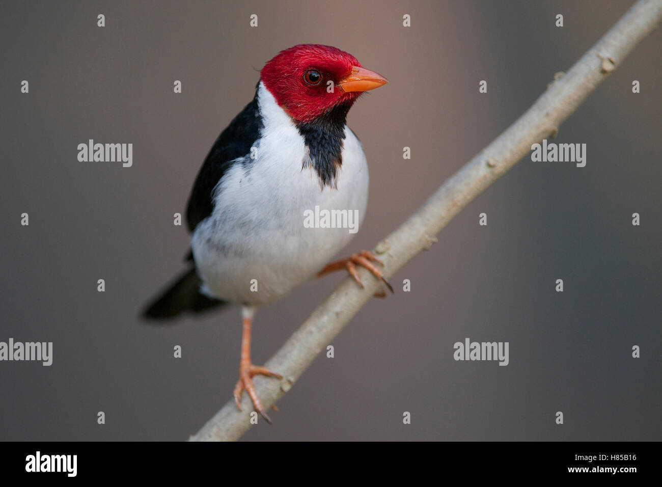 Yellow-billed Cardinal (Paroaria capitata), Pantanal, Brazil Stock ...